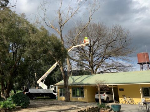 Tree trimming - Northeasttreecare.com.au